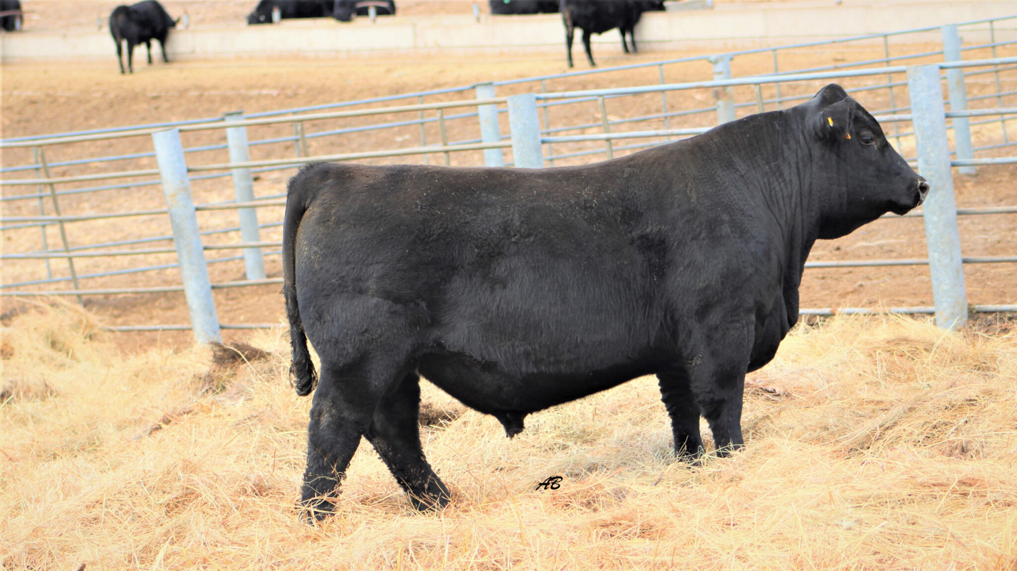 2022 Bull Sale – Babcock Angus