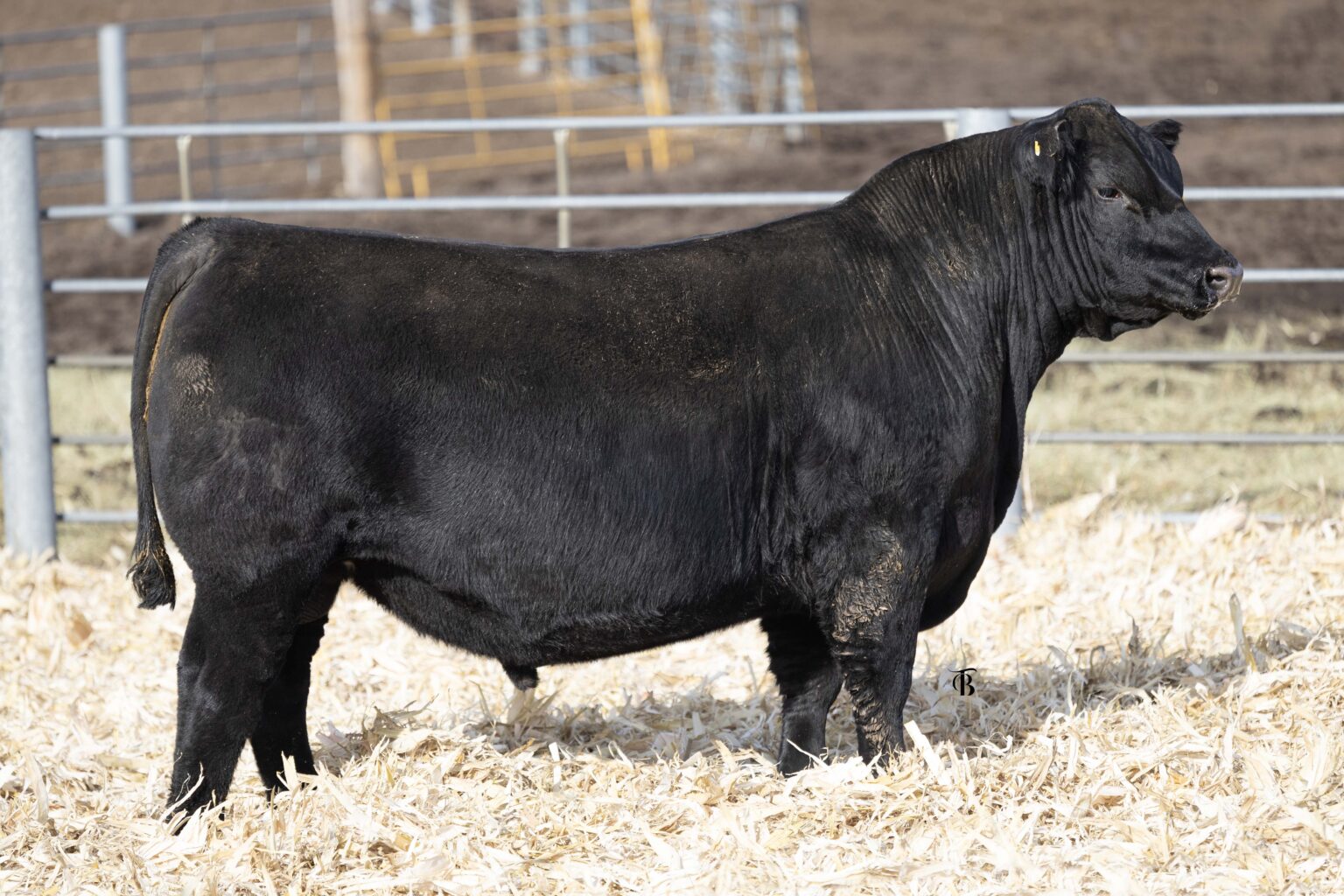 2024 Bull and Female Sale – Babcock Angus