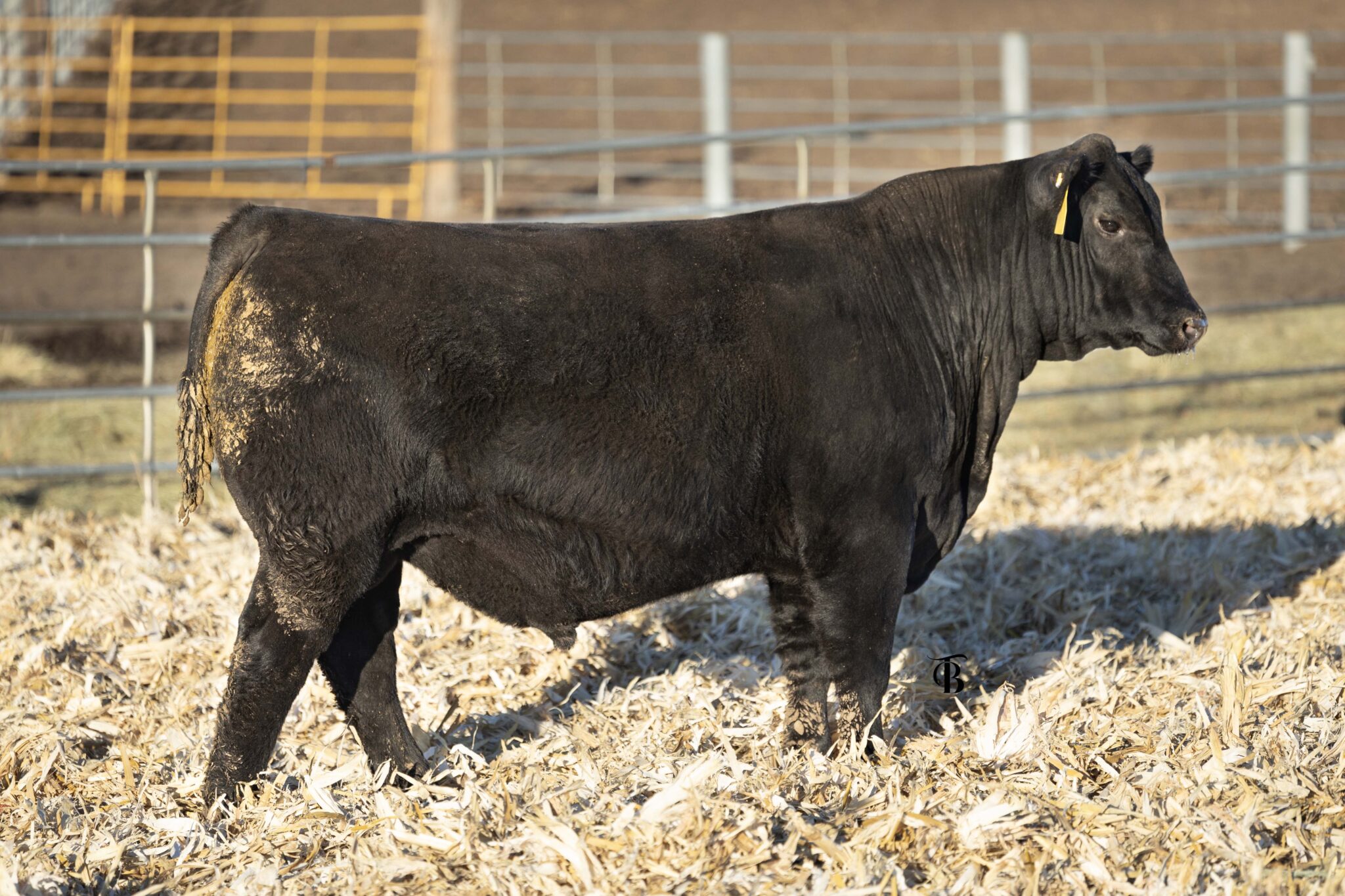 2024 Bull and Female Sale – Babcock Angus