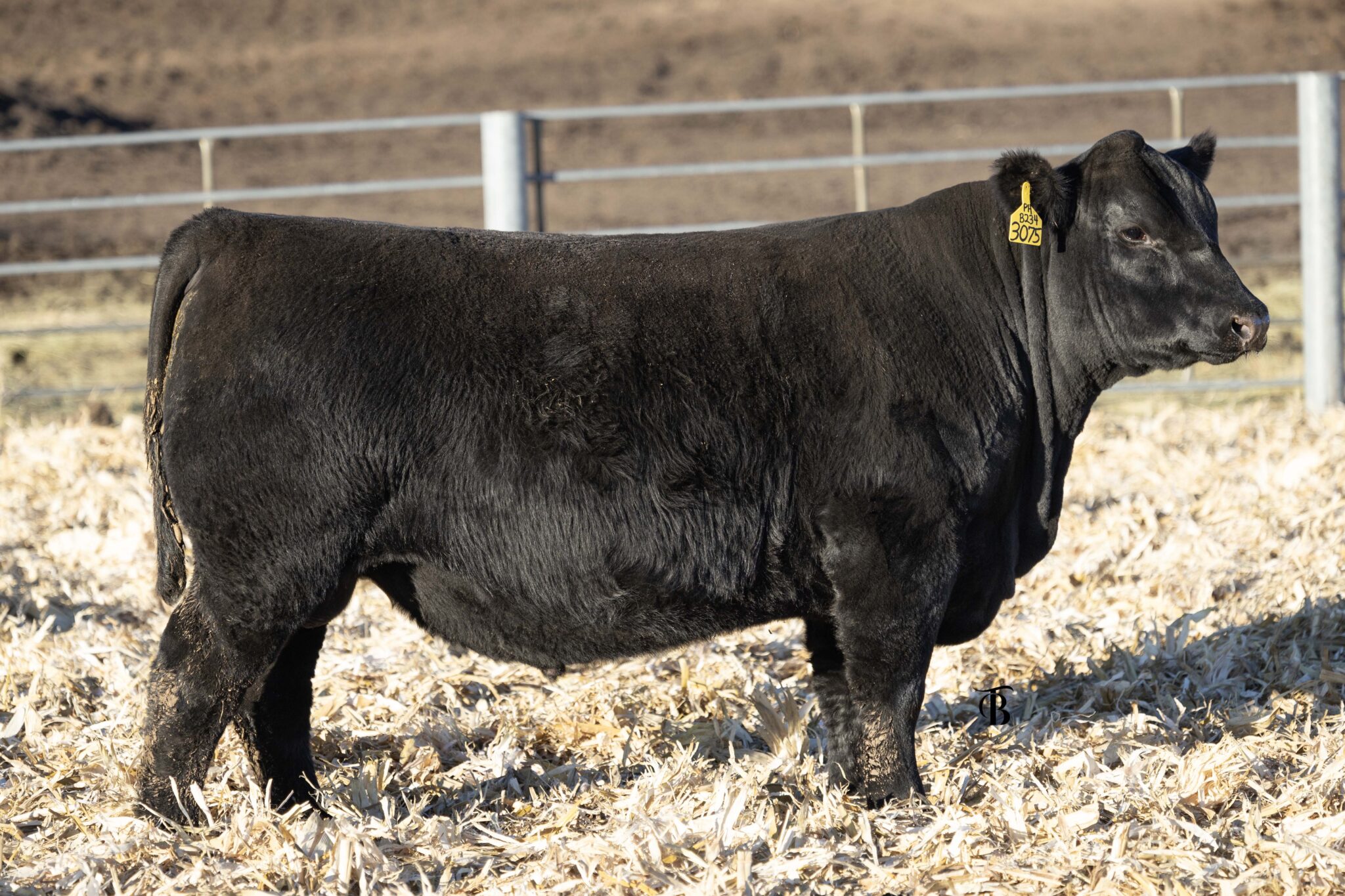 2024 Bull and Female Sale – Babcock Angus
