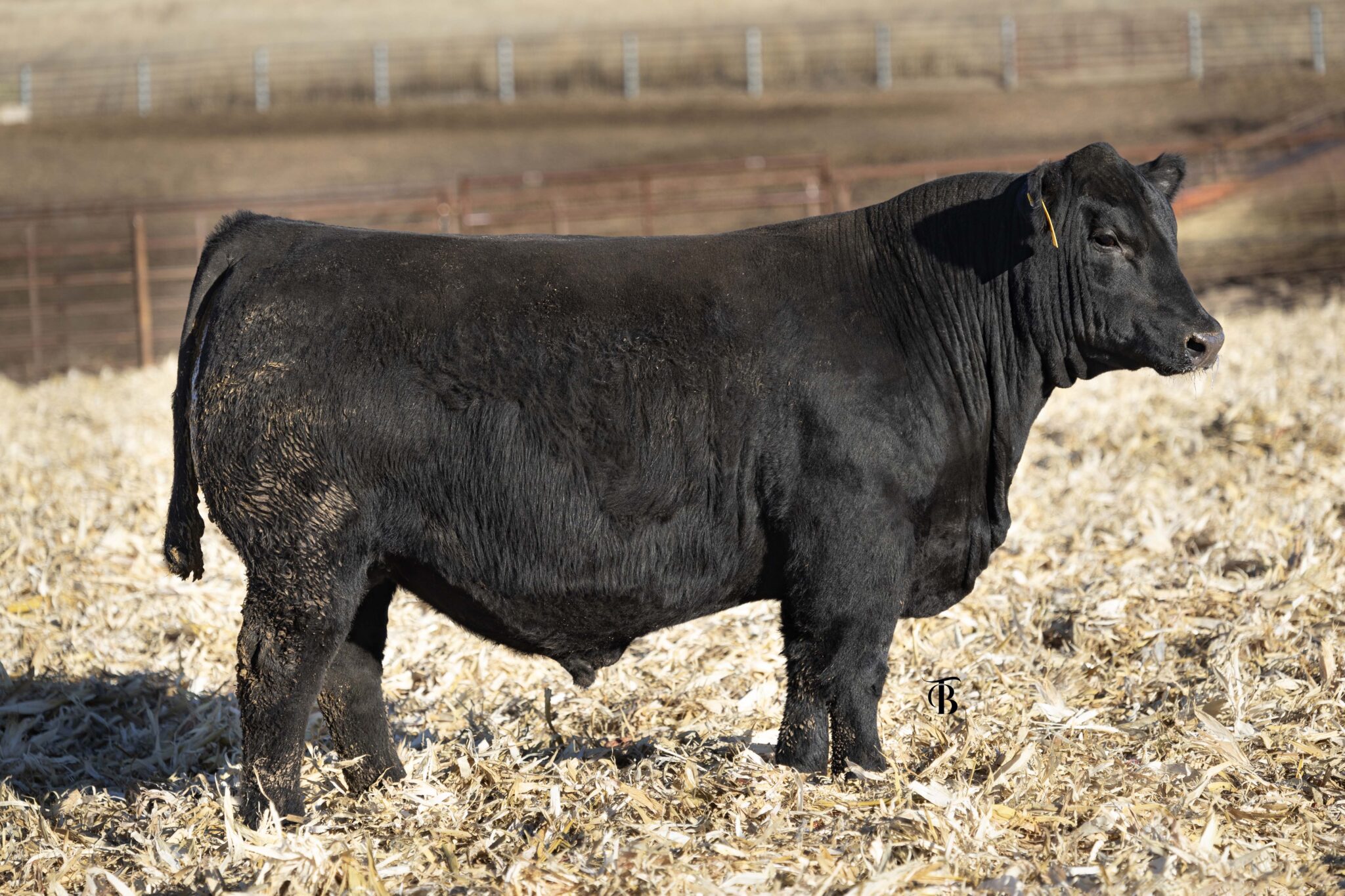 2024 Bull and Female Sale – Babcock Angus